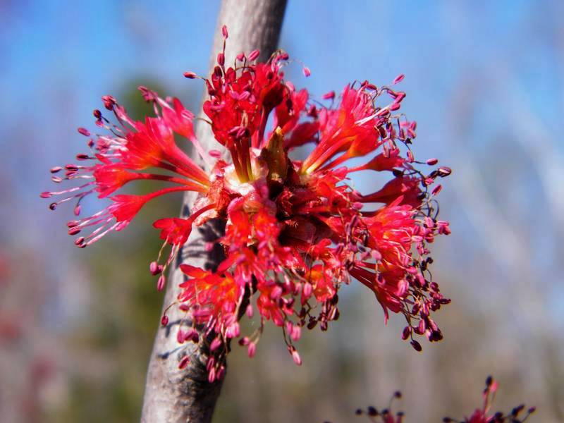 Steve's captured relections, North Bay Ontario May 06-17